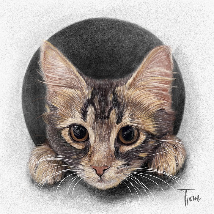 Cat Portrait Custom From Your - Free photo on Pixabay - Pixabay