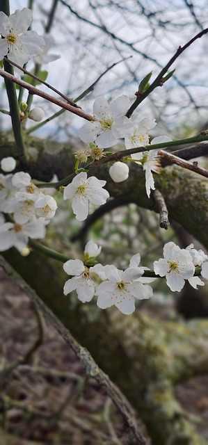 Primavera Floreció Árbol - Foto gratis en Pixabay - Pixabay