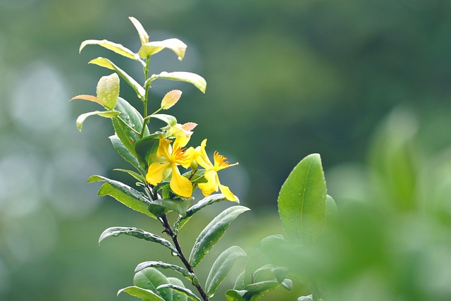 Hypericum St John'S Wort Plant - Free photo on Pixabay