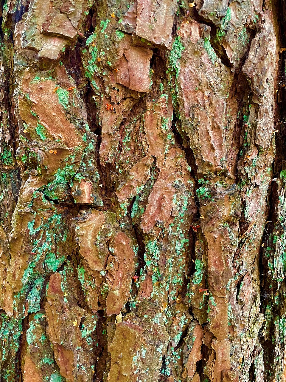 Bark Trunk Tree - Free photo on Pixabay - Pixabay