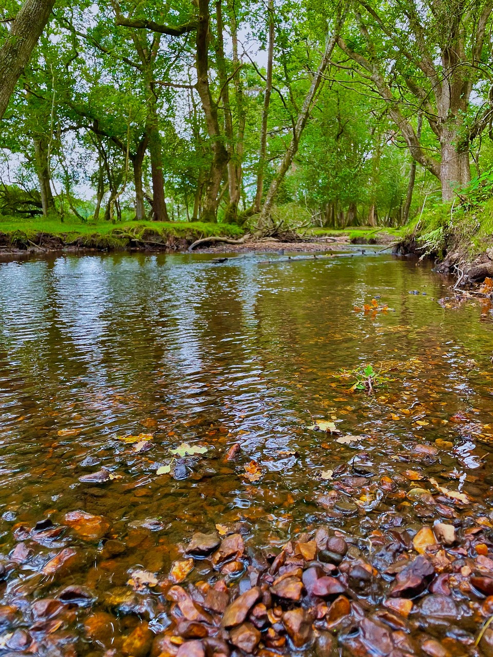 Fleuve Ruisseau Des Arbres - Photo gratuite sur Pixabay - Pixabay