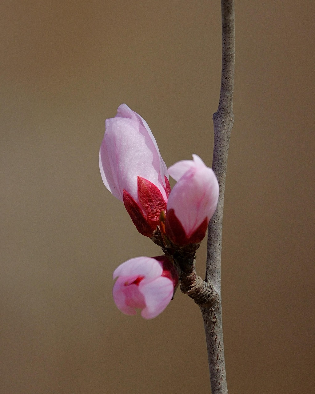 Flowers Buds Petals - Free photo on Pixabay - Pixabay