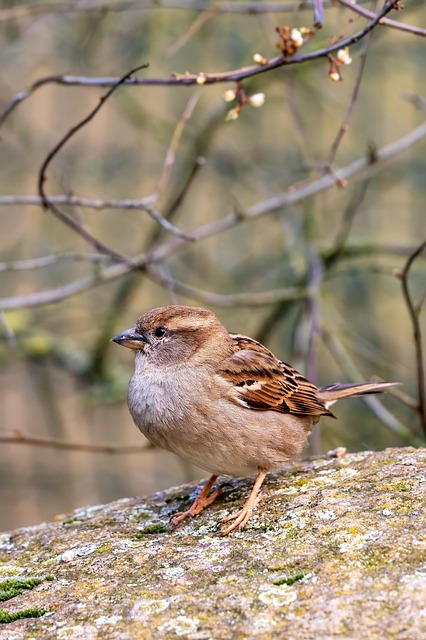 Bird Sparrow Feathers - Free photo on Pixabay - Pixabay