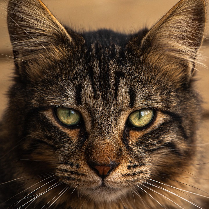 Cat Chaton Les Yeux - Photo gratuite sur Pixabay - Pixabay