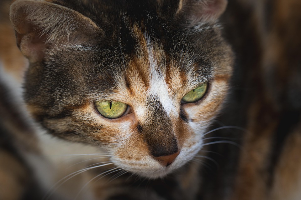 Cat Chaton Les Yeux Animal De - Photo gratuite sur Pixabay - Pixabay