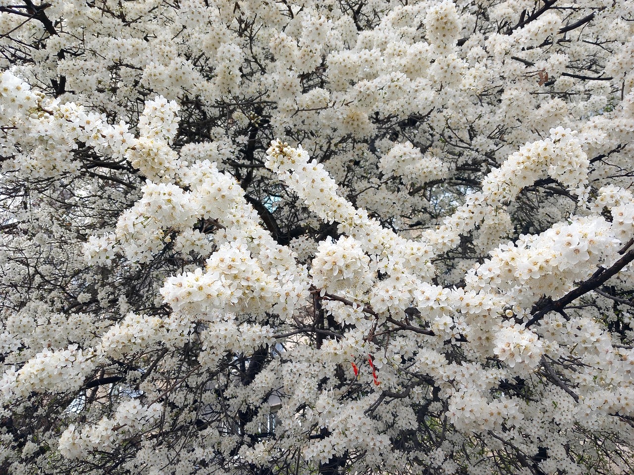 Plums Blooming White - Free photo on Pixabay - Pixabay