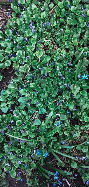 La Nature Le Printemps Vert - Photo gratuite sur Pixabay - Pixabay