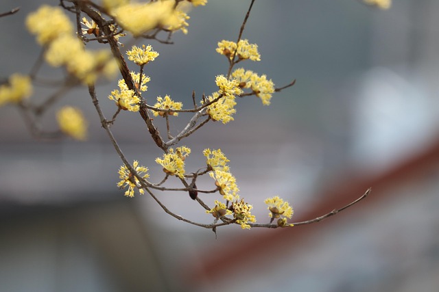 Bunga Cornus Officinalis Susu - Foto gratis di Pixabay