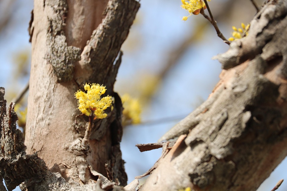 Cornus Officinalis Flower Spring - Free photo on Pixabay - Pixabay