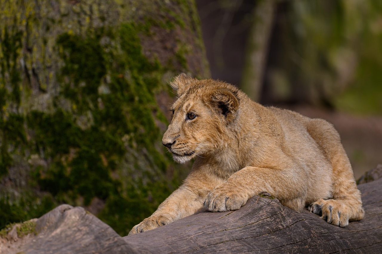 5,000+ Free Lion & Nature Photos - Pixabay