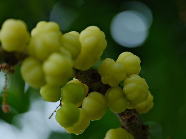 Gooseberries Tahitian Gooseberry - Free photo on Pixabay - Pixabay