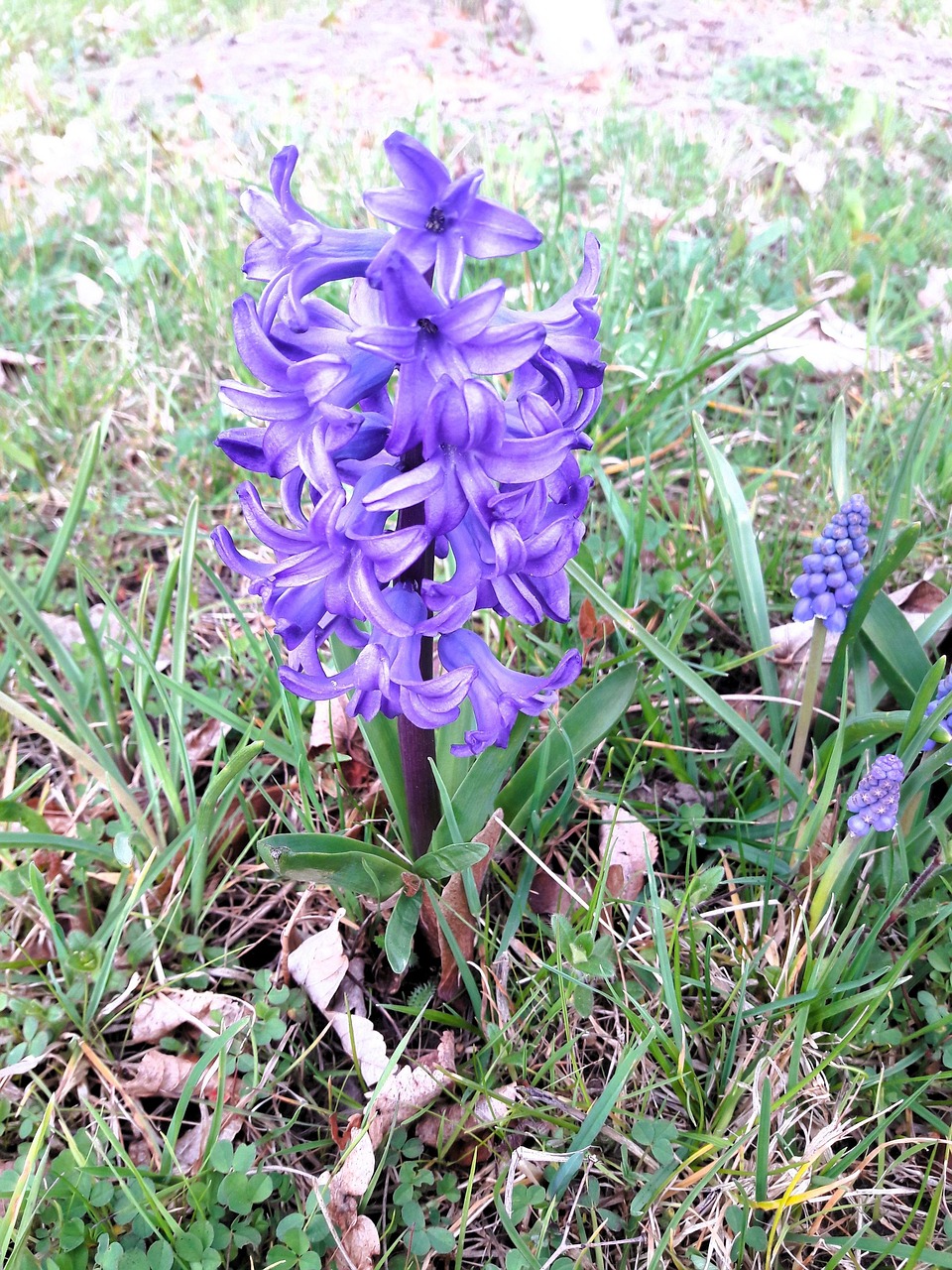 Nature Spring Hyacinth - Free photo on Pixabay - Pixabay