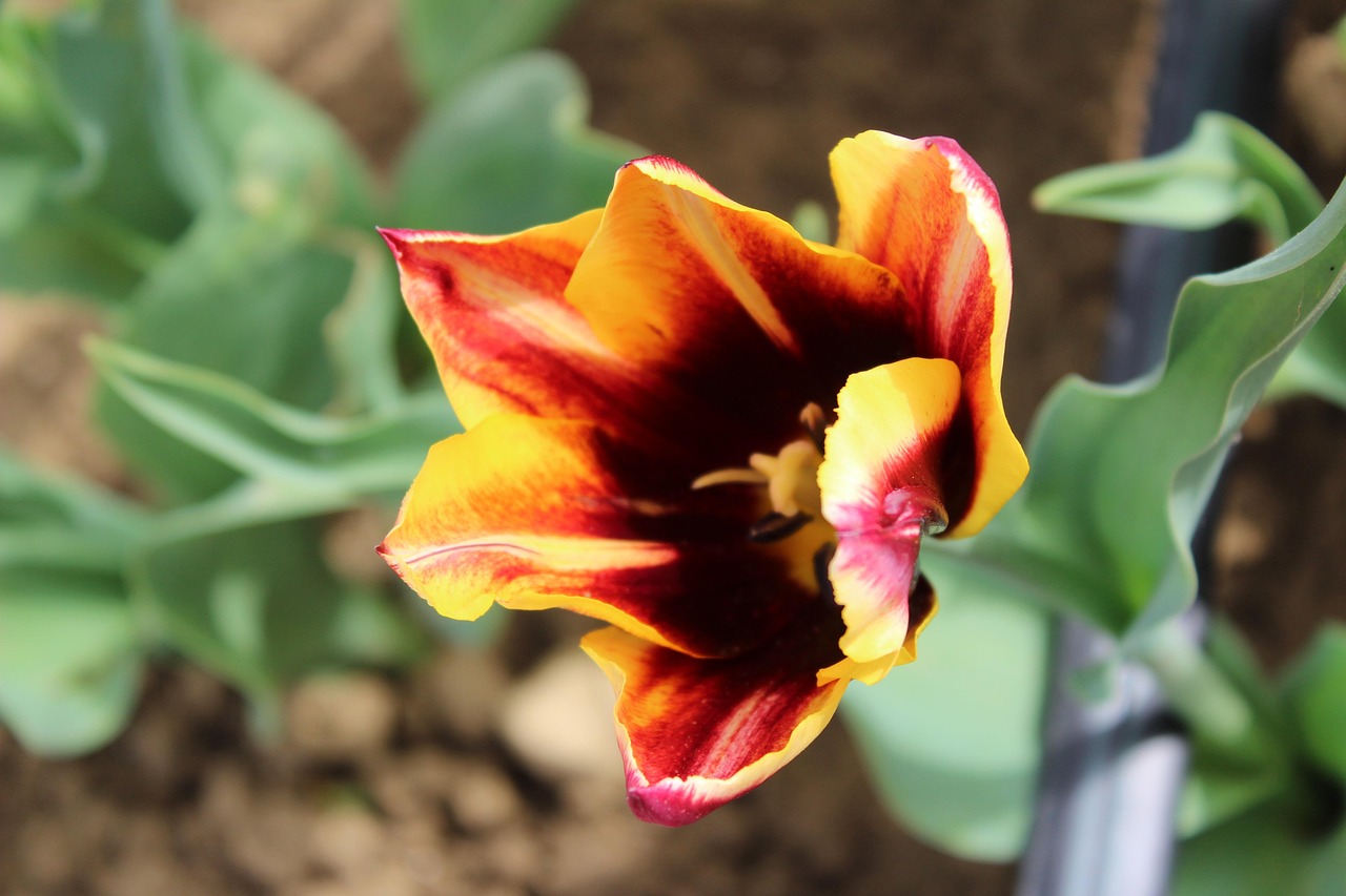 Tulipán Flor Primavera - Foto gratis en Pixabay - Pixabay