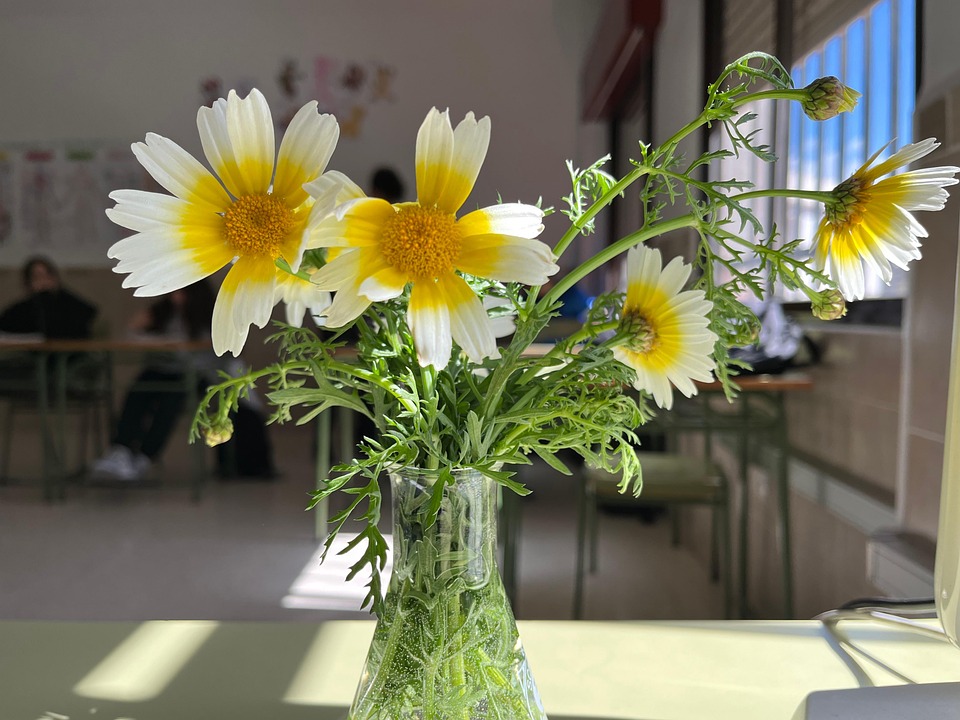 Daisy Flower School - Free photo on Pixabay - Pixabay
