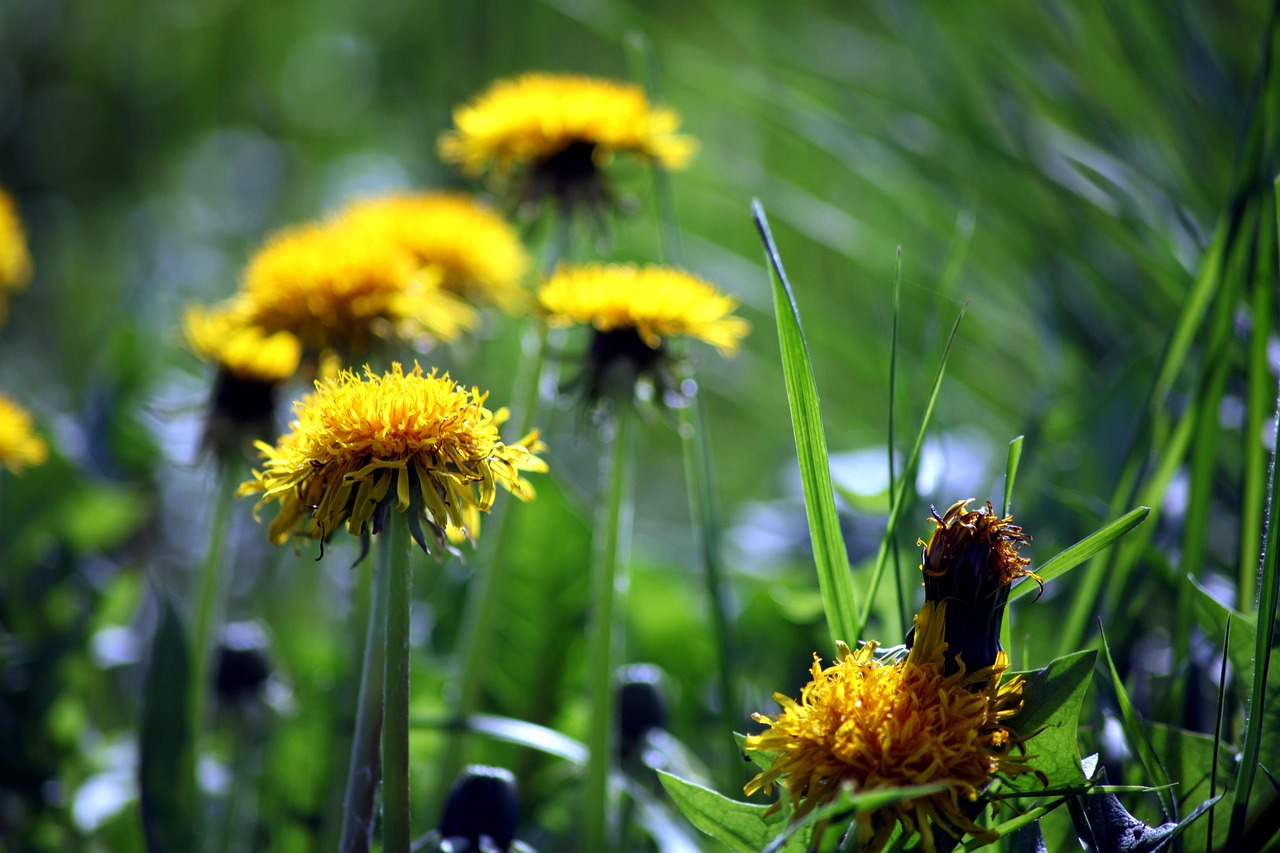 Dandelion Flowers Yellow Color - Free photo on Pixabay - Pixabay