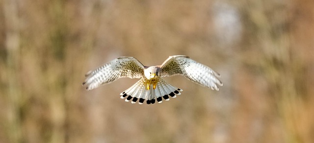 Falcon Bird Of Prey - Free photo on Pixabay - Pixabay