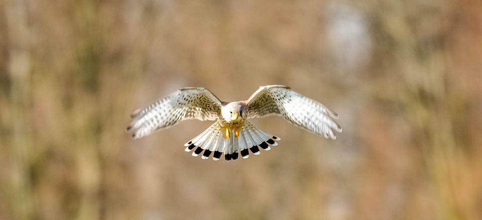 Falcon Bird Of Prey - Free photo on Pixabay - Pixabay