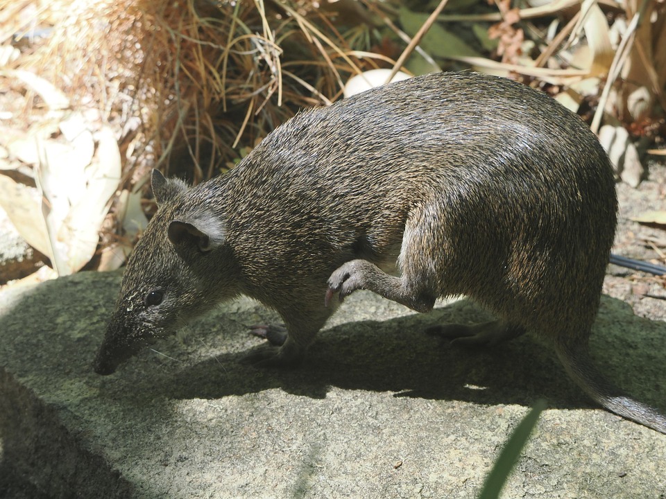Quenda Bandicoot Marsupial - Photo gratuite sur Pixabay - Pixabay