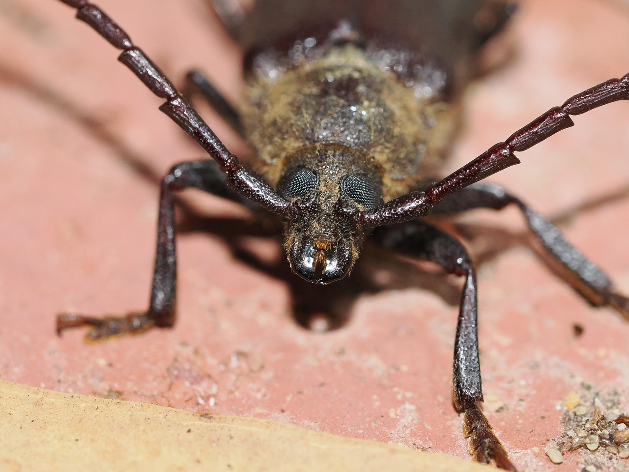 Cnemoplites Prionoides Bug Insect - Free photo on Pixabay - Pixabay