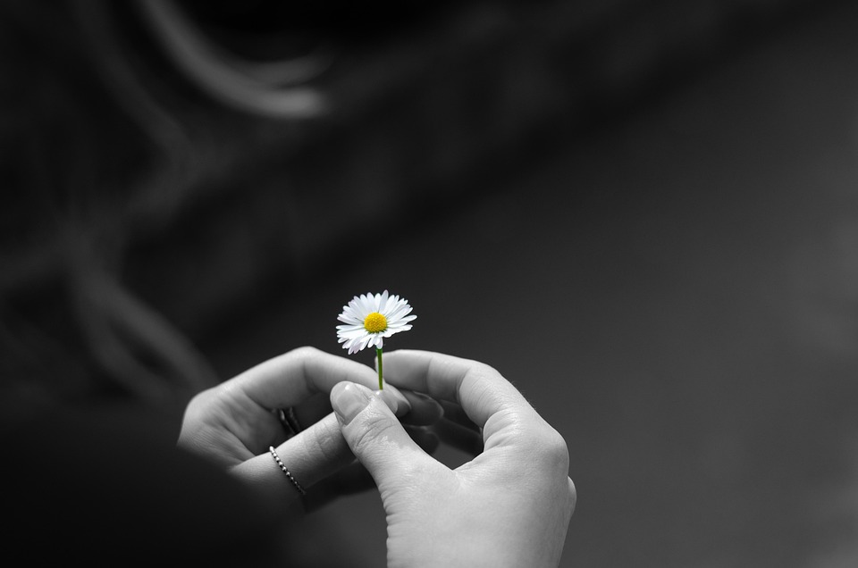 Daisy Easter Hand - Free photo on Pixabay