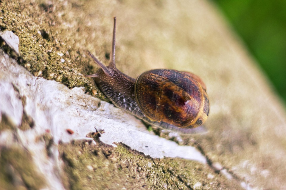 Download Snail, Animal, Snails. Royalty-Free Stock Illustration Image ...