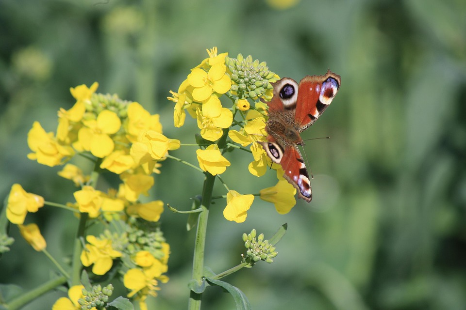 Peacock Butterfly Nature Free Photo On Pixabay Pixabay