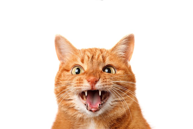 100+ Free Angry Cat & Angry Photos - Pixabay