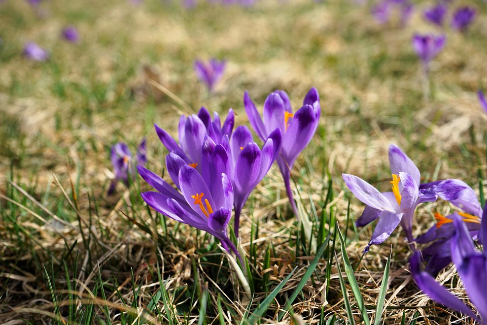 Saffron Flower Crocus - Free photo on Pixabay