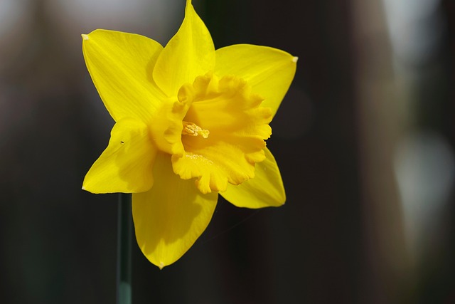 3,000+ Free Daffodils & Nature Images - Pixabay