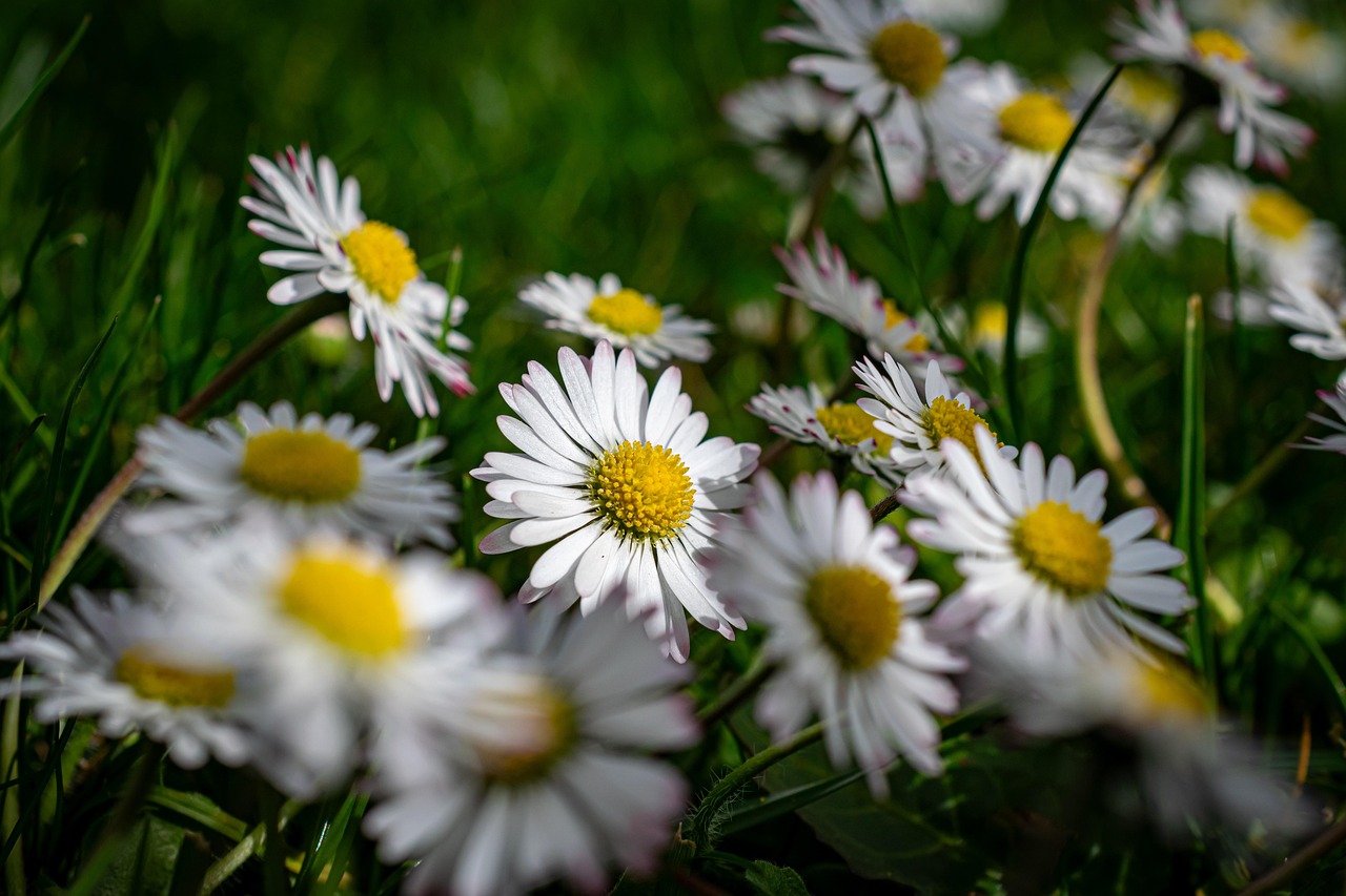Flores Margaridas Prado Pétalas - Foto gratuita no Pixabay - Pixabay