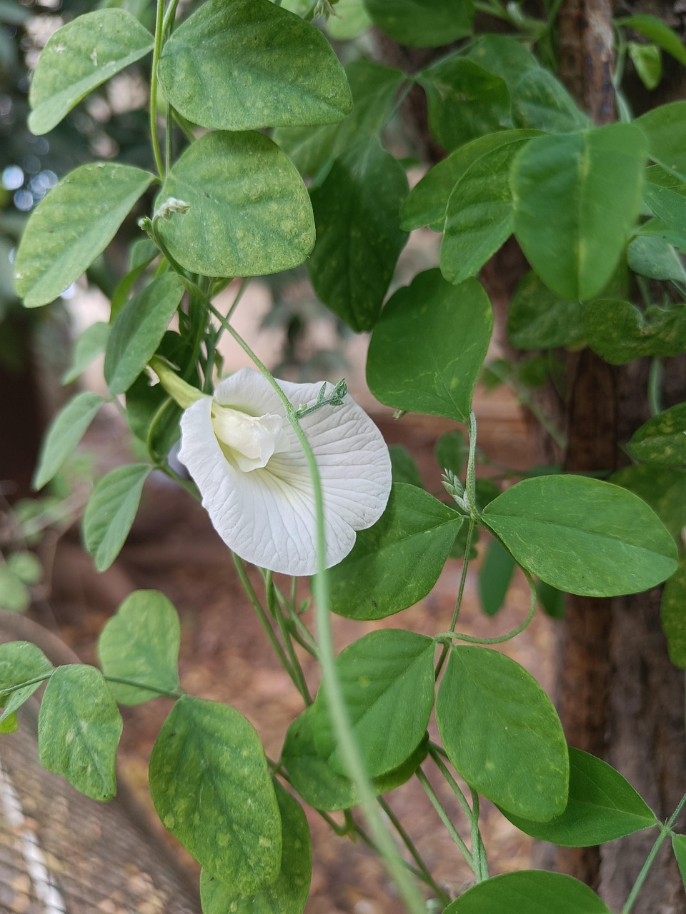 White Pea Flower Peas - Free photo on Pixabay - Pixabay