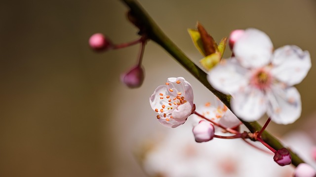 Flowers Stamen Buds - Free photo on Pixabay - Pixabay