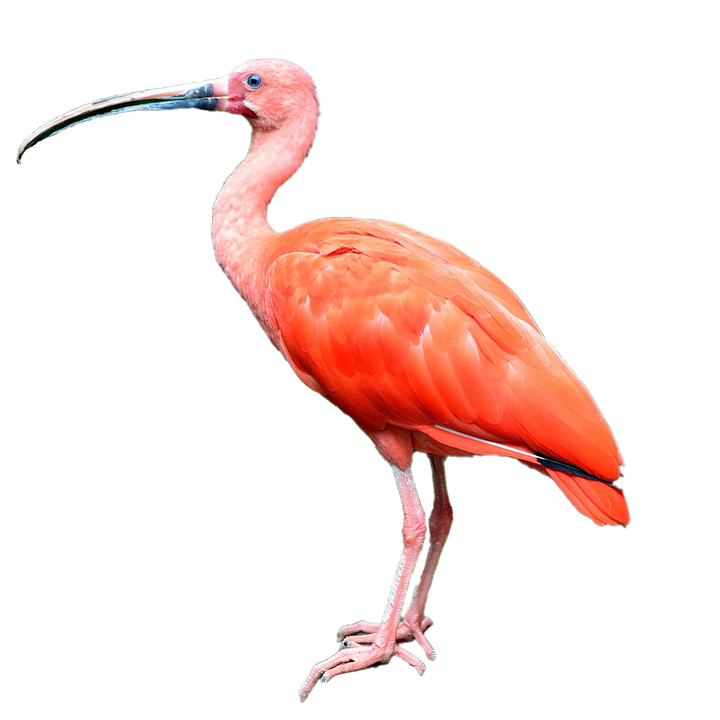 Ibis Oiseau Animal - Image gratuite sur Pixabay - Pixabay