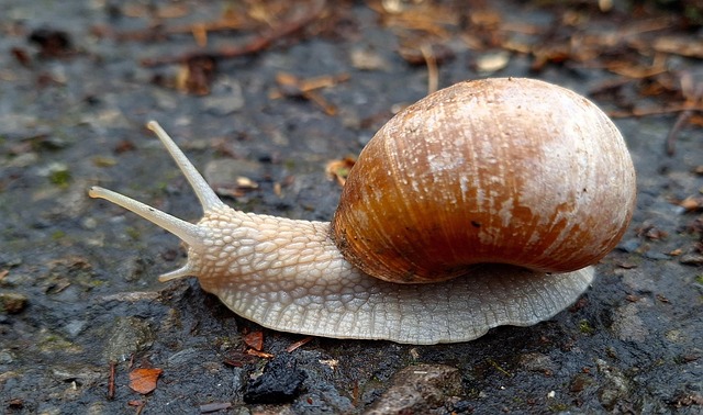 Snail On The Road Nature - Free photo on Pixabay - Pixabay