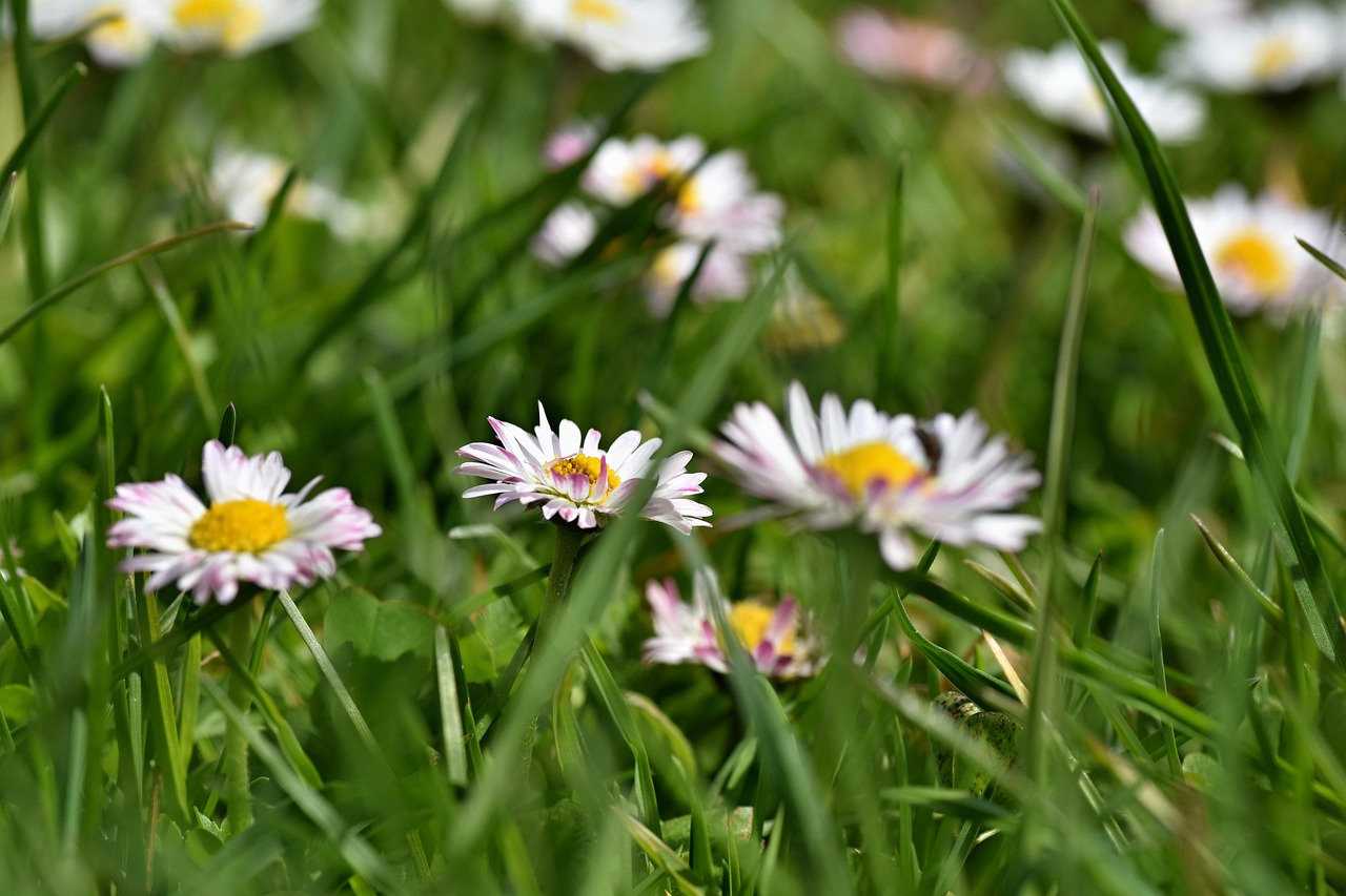 Jardim Flores Primavera - Foto gratuita no Pixabay - Pixabay