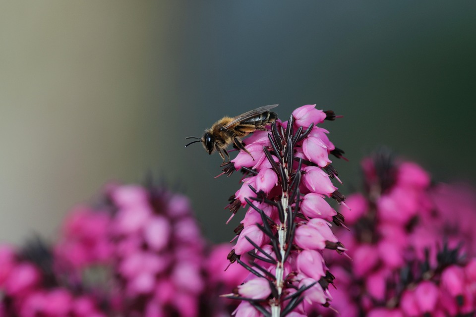 Bee Flower Heather - Free photo on Pixabay - Pixabay