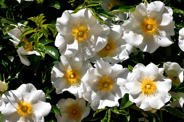 Cherokee Rose Nature Flower - Free photo on Pixabay - Pixabay