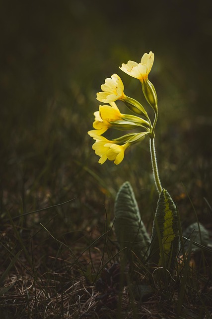 Sky Key Meadow Flower Pointed - Free photo on Pixabay - Pixabay