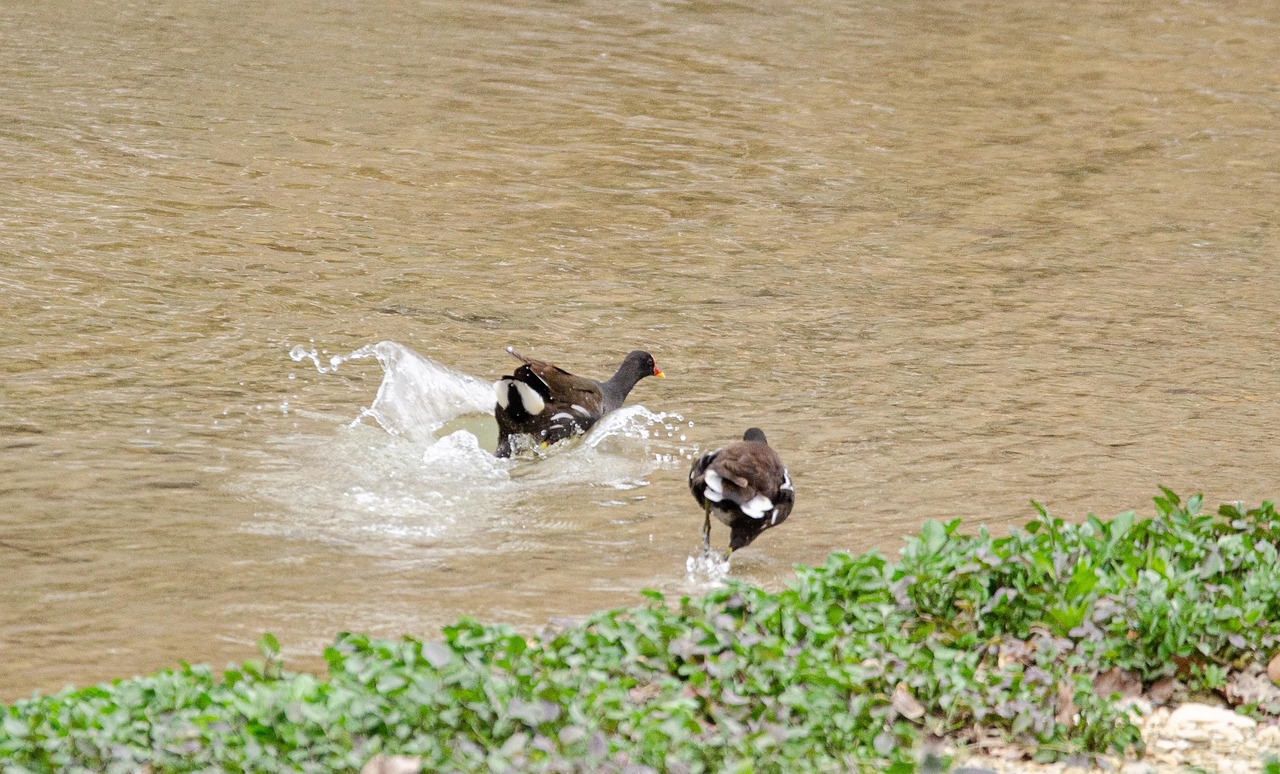 Bird River Conero - Free photo on Pixabay