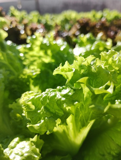 20,000+ Free Lettuce-Harvested & Lettuce Images - Pixabay