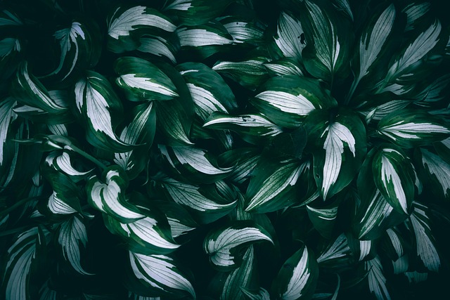 Plants Leaves Abstract Colorful - Free photo on Pixabay - Pixabay
