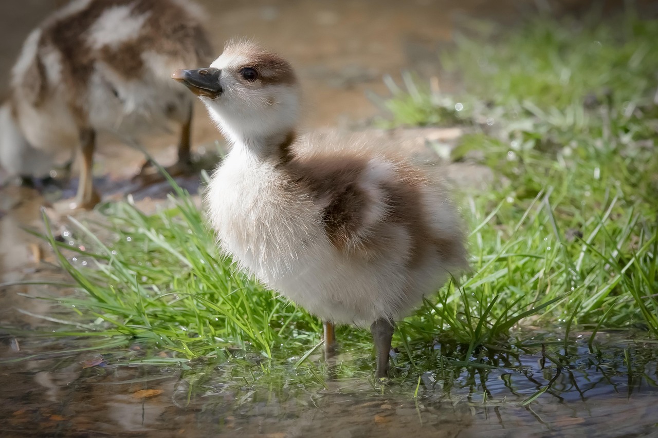 Baby Egyptian Goose - Free photo on Pixabay - Pixabay