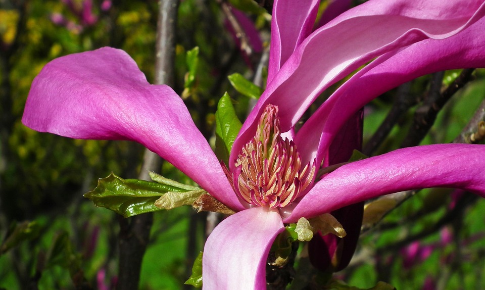 Magnolia Flores Color De Rosa - Foto gratis en Pixabay - Pixabay