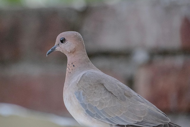 Colombe Oiseau Animal - Photo gratuite sur Pixabay - Pixabay