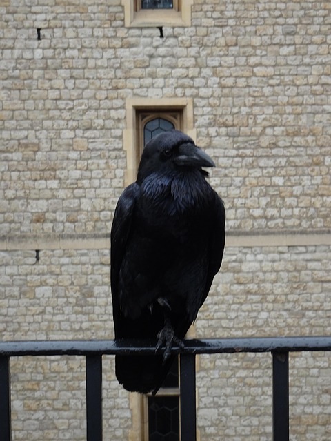Tower Of London Crow Bird - Free photo on Pixabay - Pixabay