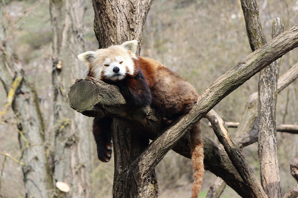 Cat Bear Mammal Predator - Free photo on Pixabay - Pixabay