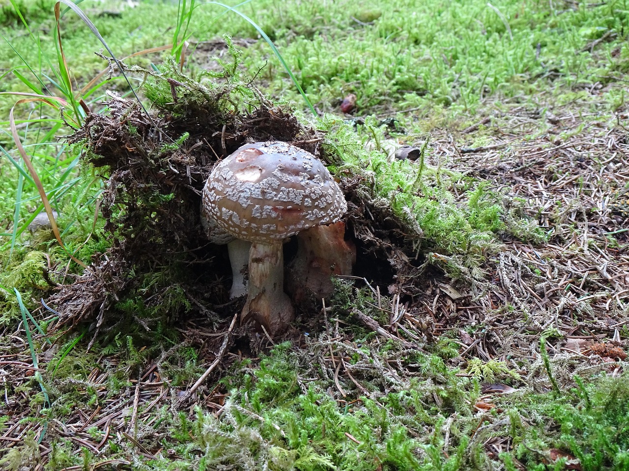 Champignon La Nature Paysage - Photo gratuite sur Pixabay - Pixabay