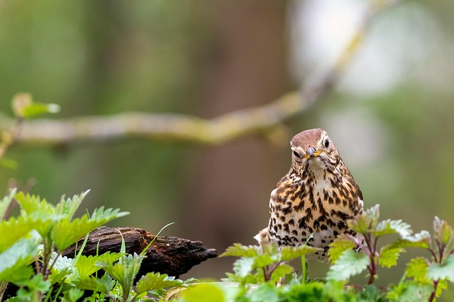 Bird Curious Female - Free photo on Pixabay