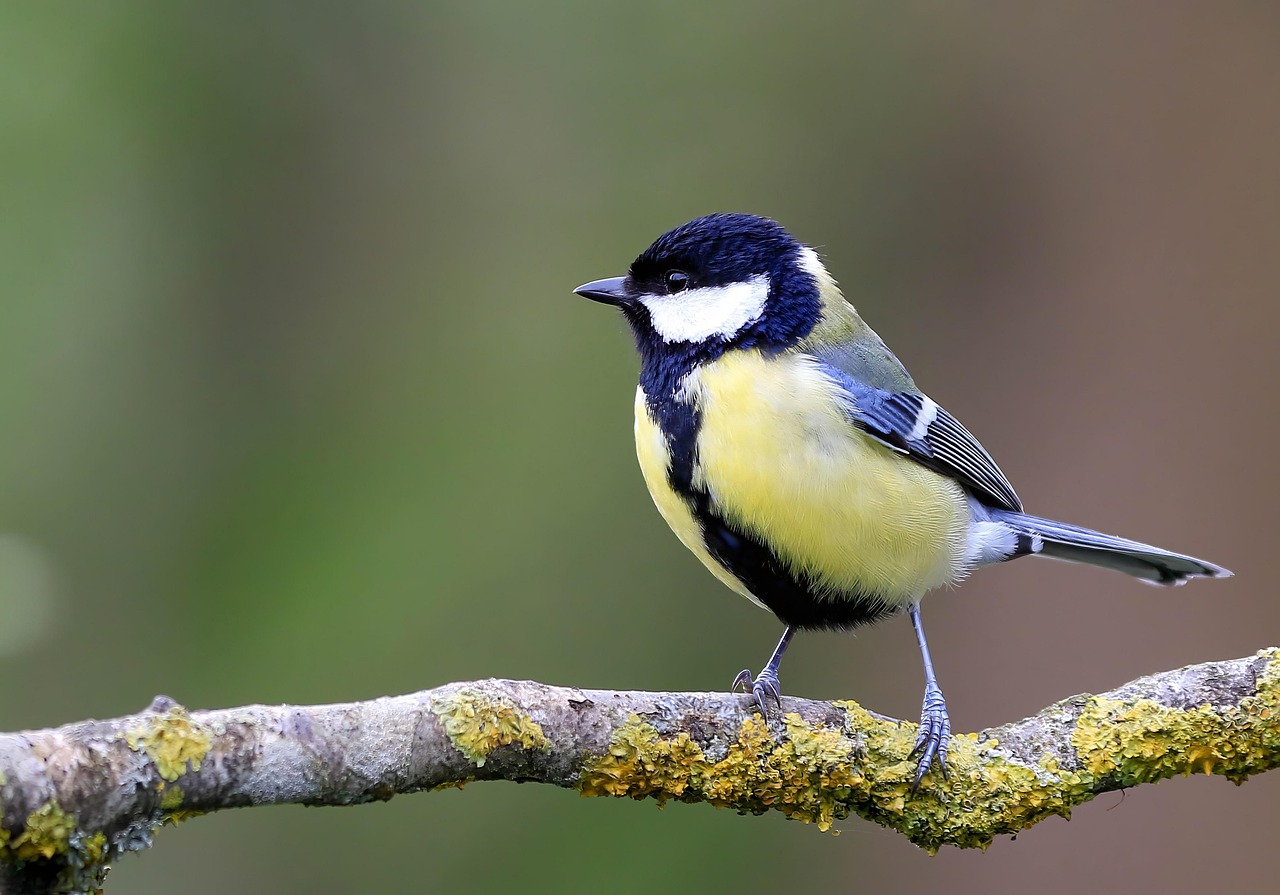 Great Tit Bird Free Photo On Pixabay Great Tit Bird Free Photo On Pixabay