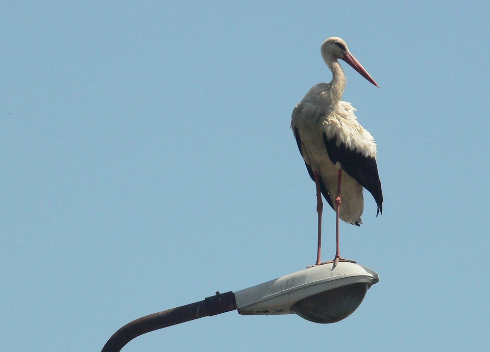 White Stork Bird Wildlife - Free photo on Pixabay - Pixabay